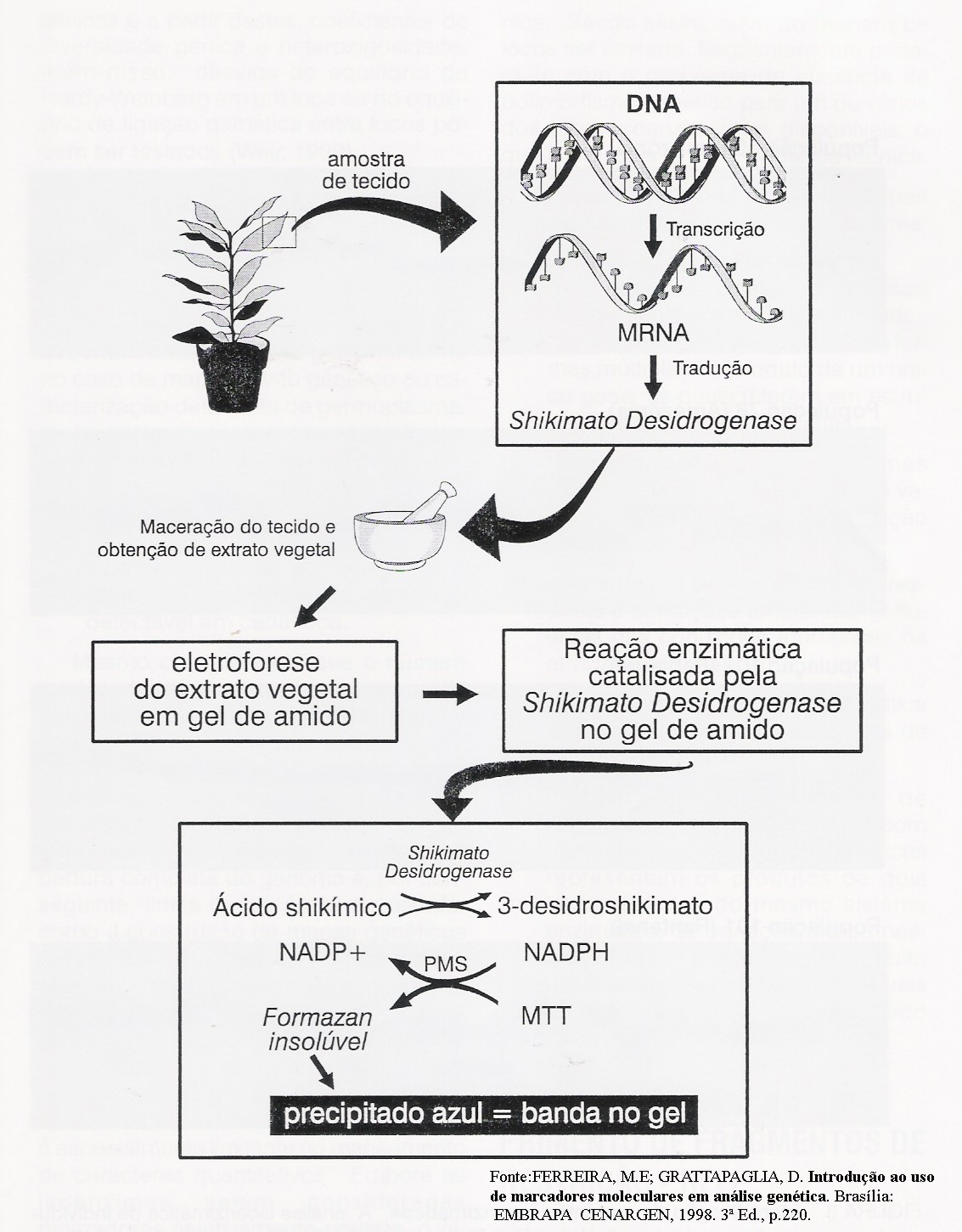 Isoenzimas :: Genética Virtual