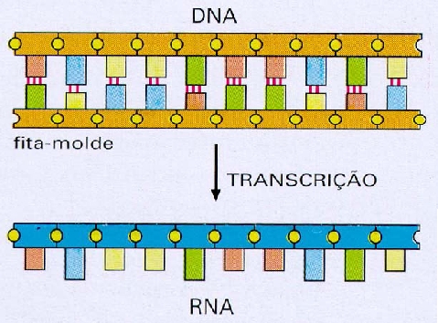 Transcrição :: Genética Virtual