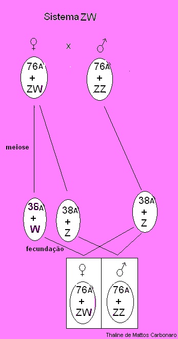Sistema ZW :: Genética Virtual